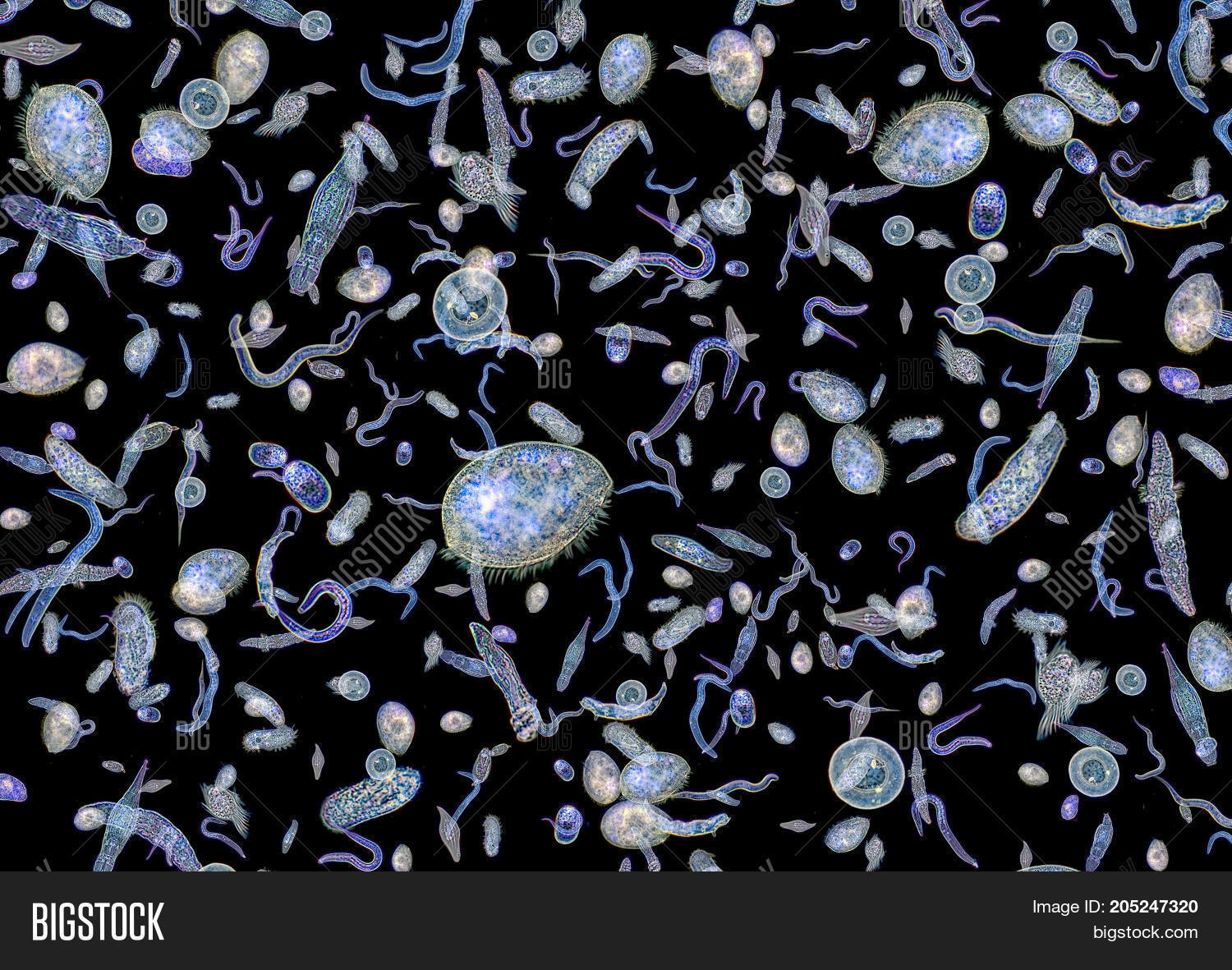 Micrography Showing Image & Photo (Free Trial) | Bigstock
