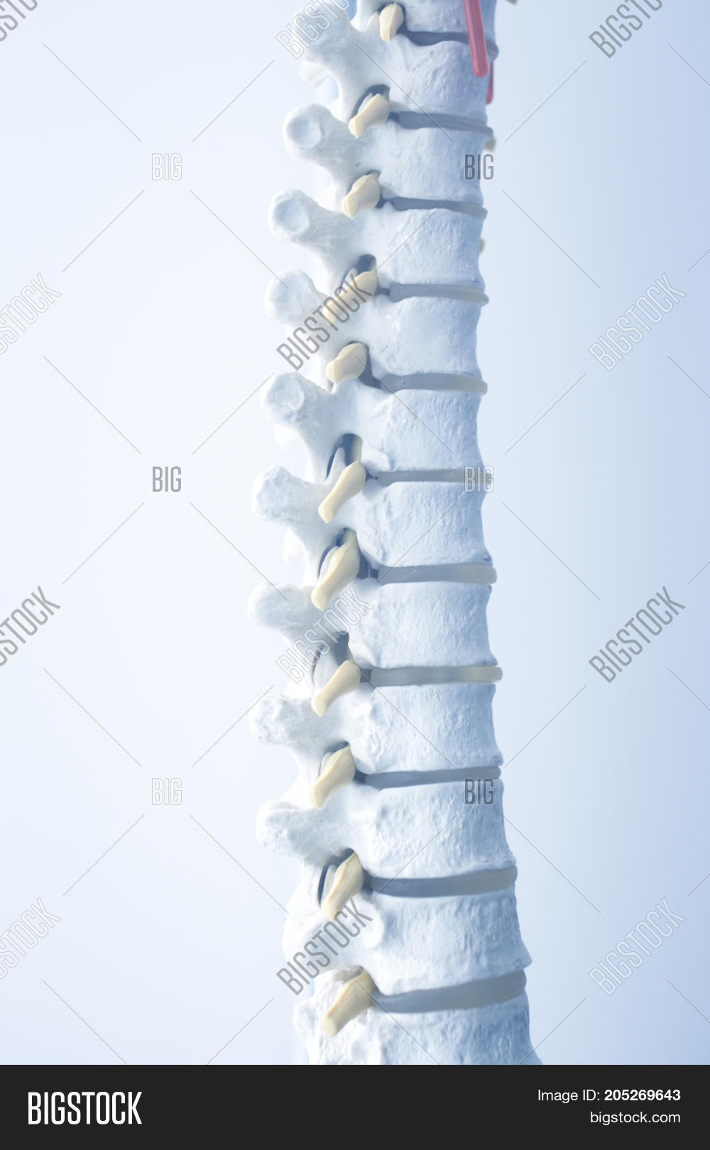Human Spine Column Image & Photo (Free Trial) | Bigstock