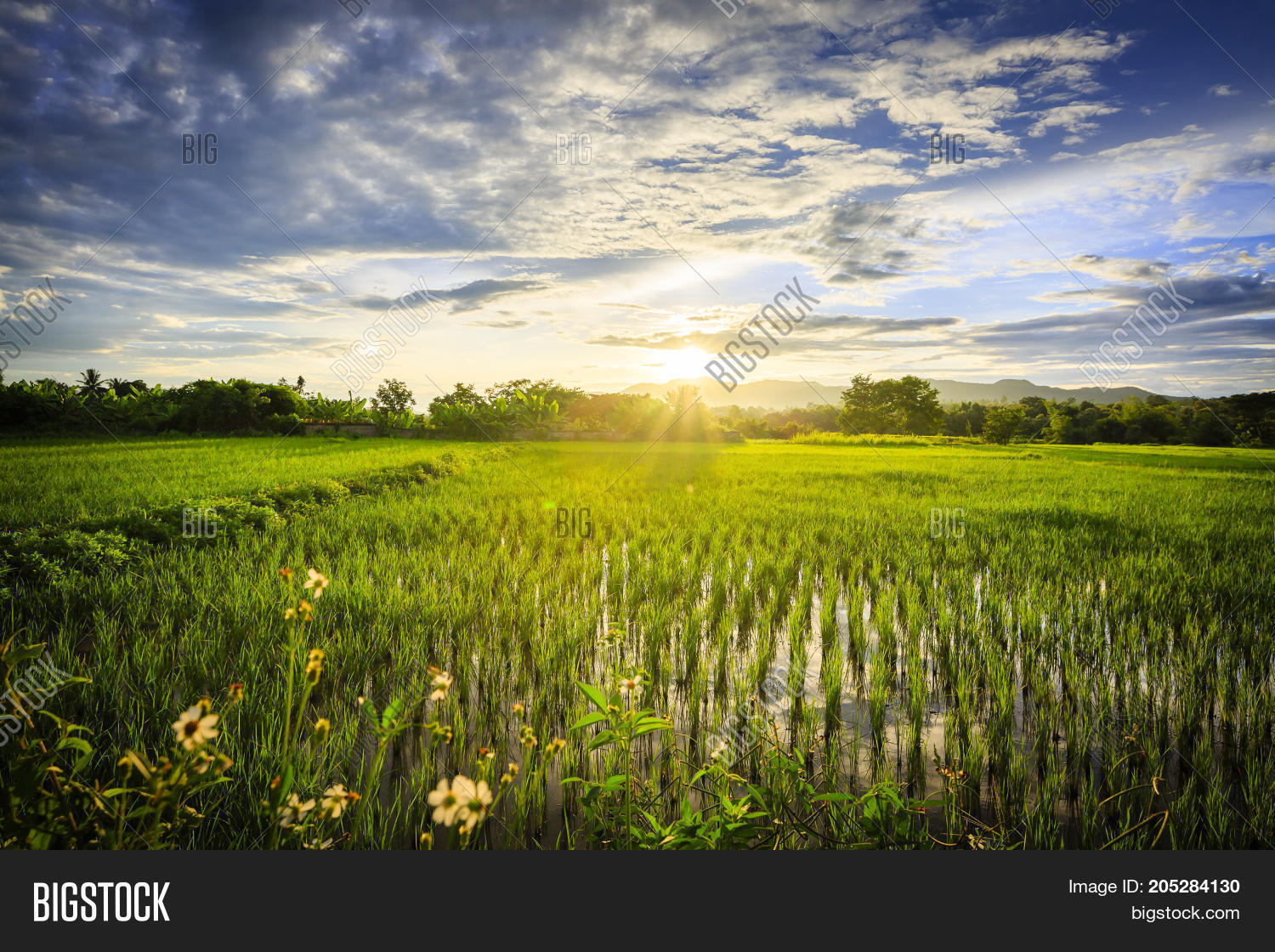 Beautiful Nature Rice Image & Photo (Free Trial) | Bigstock