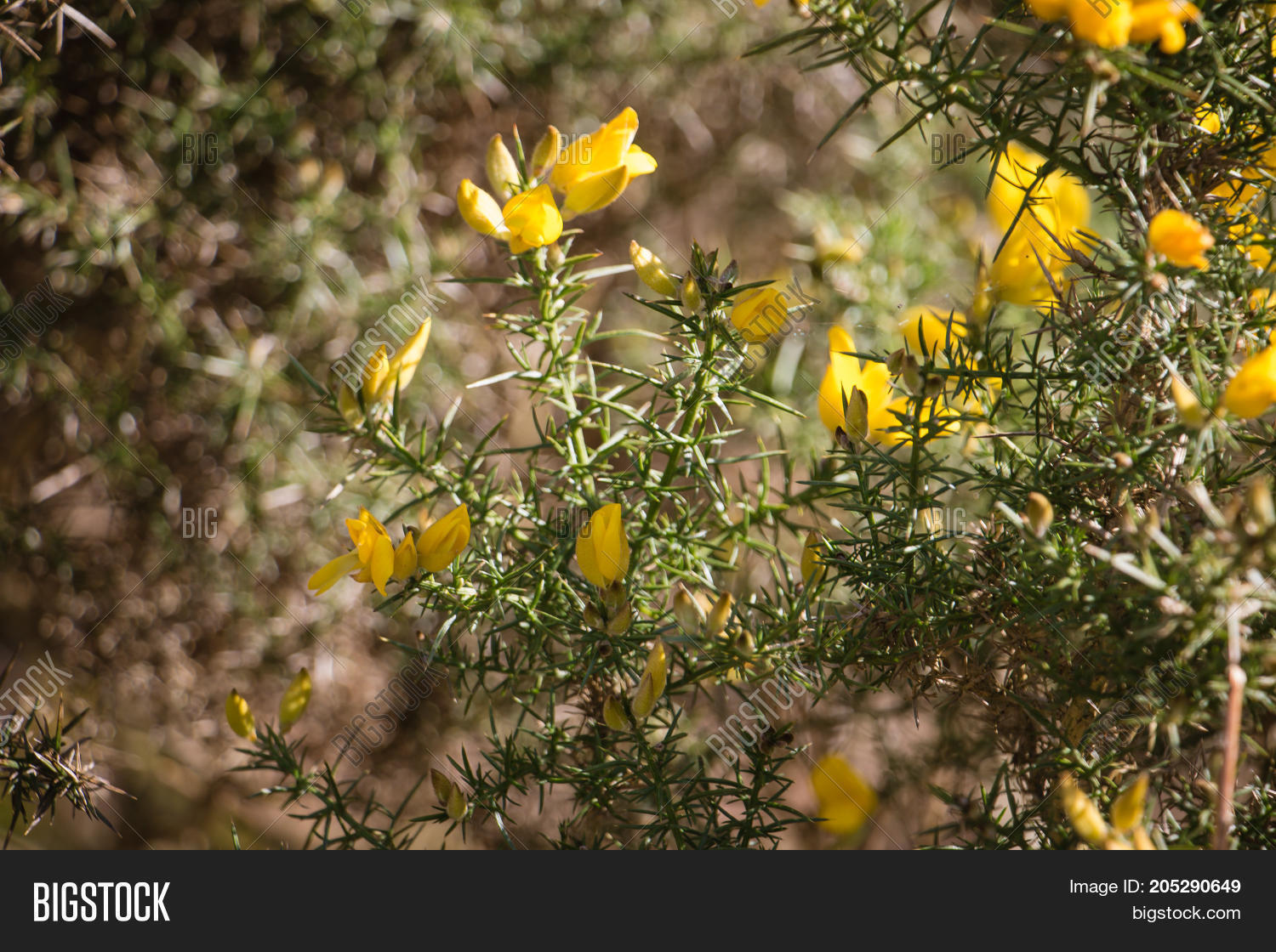 Flowering Common Gorse Image & Photo (Free Trial) | Bigstock