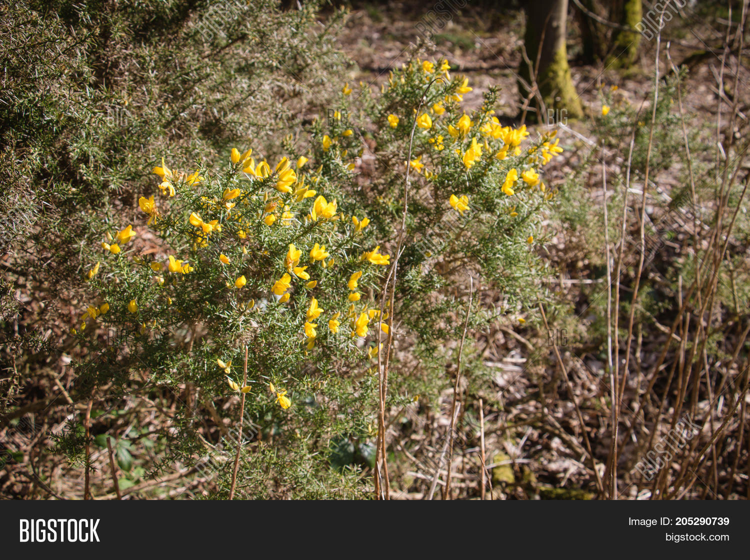Flowering Common Gorse Image & Photo (Free Trial) | Bigstock