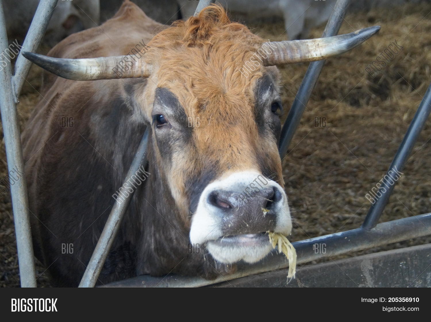 Cow Head - Looking Image & Photo (Free Trial) | Bigstock