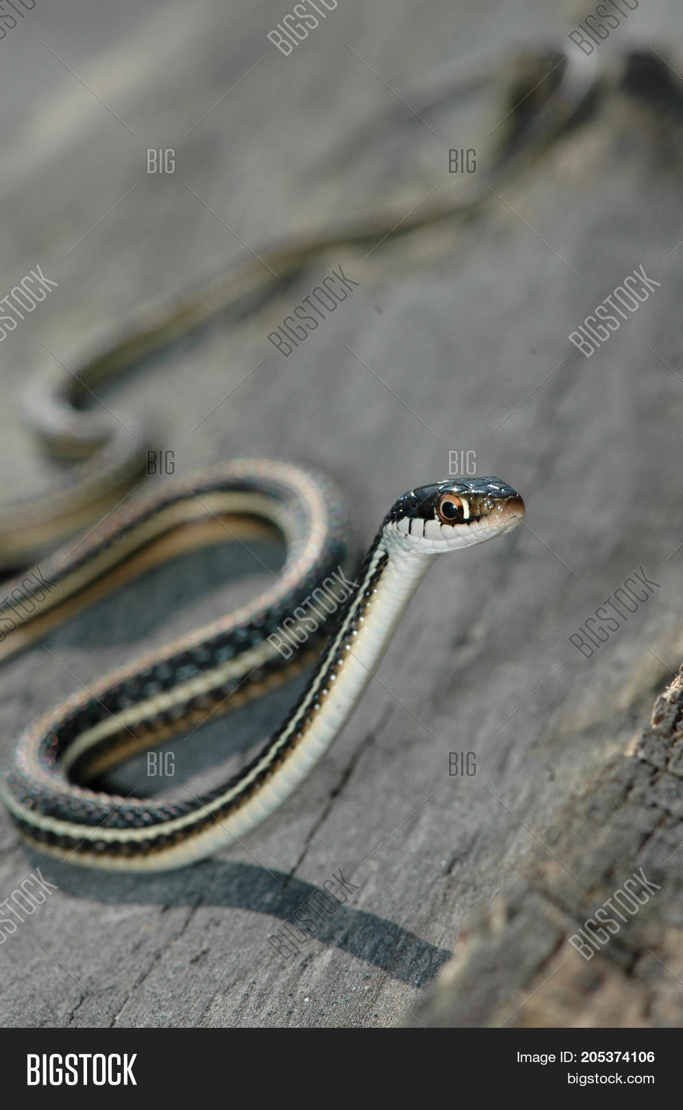 Ribbon Snake Image & Photo (Free Trial) | Bigstock