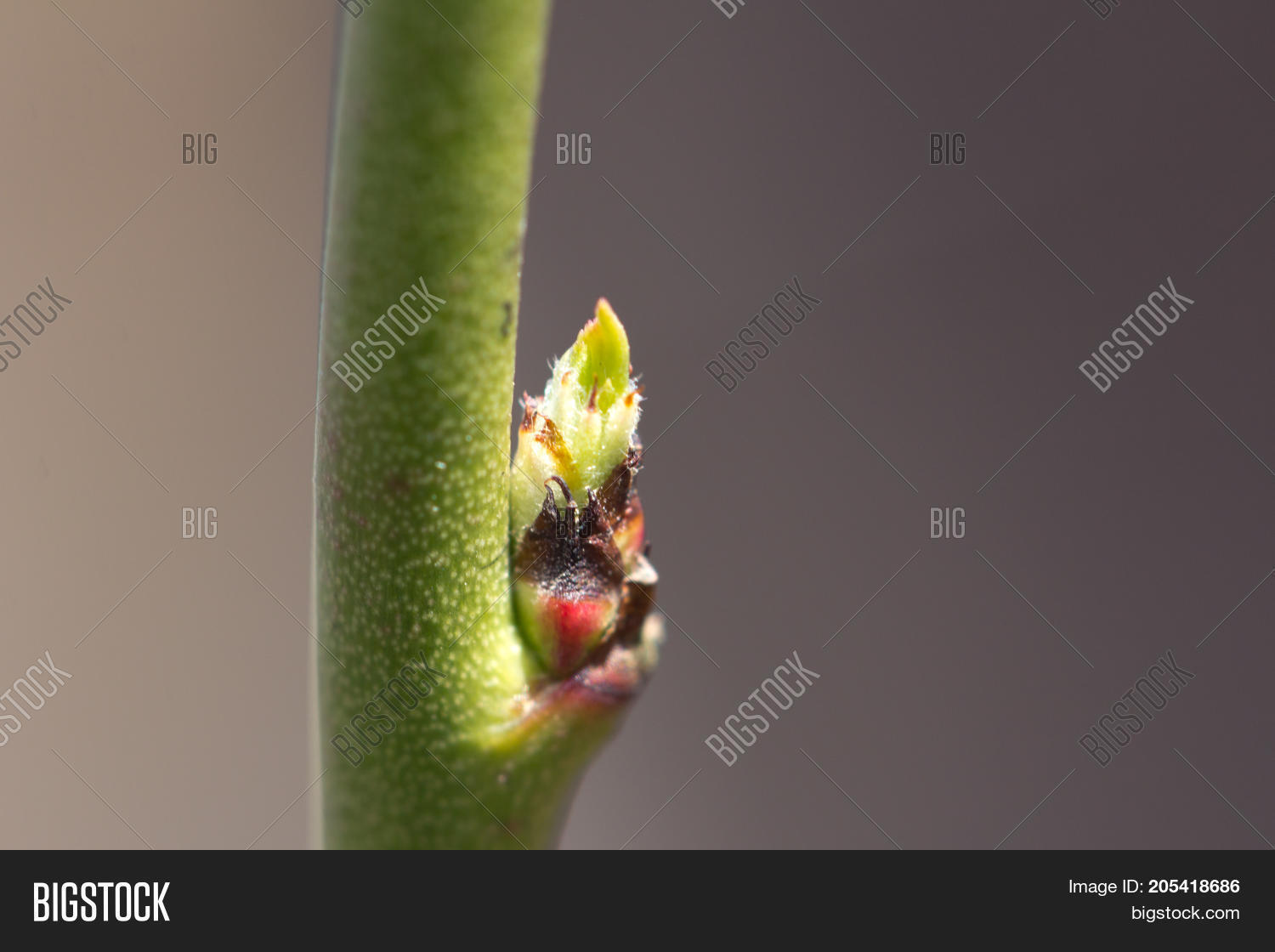 Spring Bud. Image & Photo (Free Trial) | Bigstock