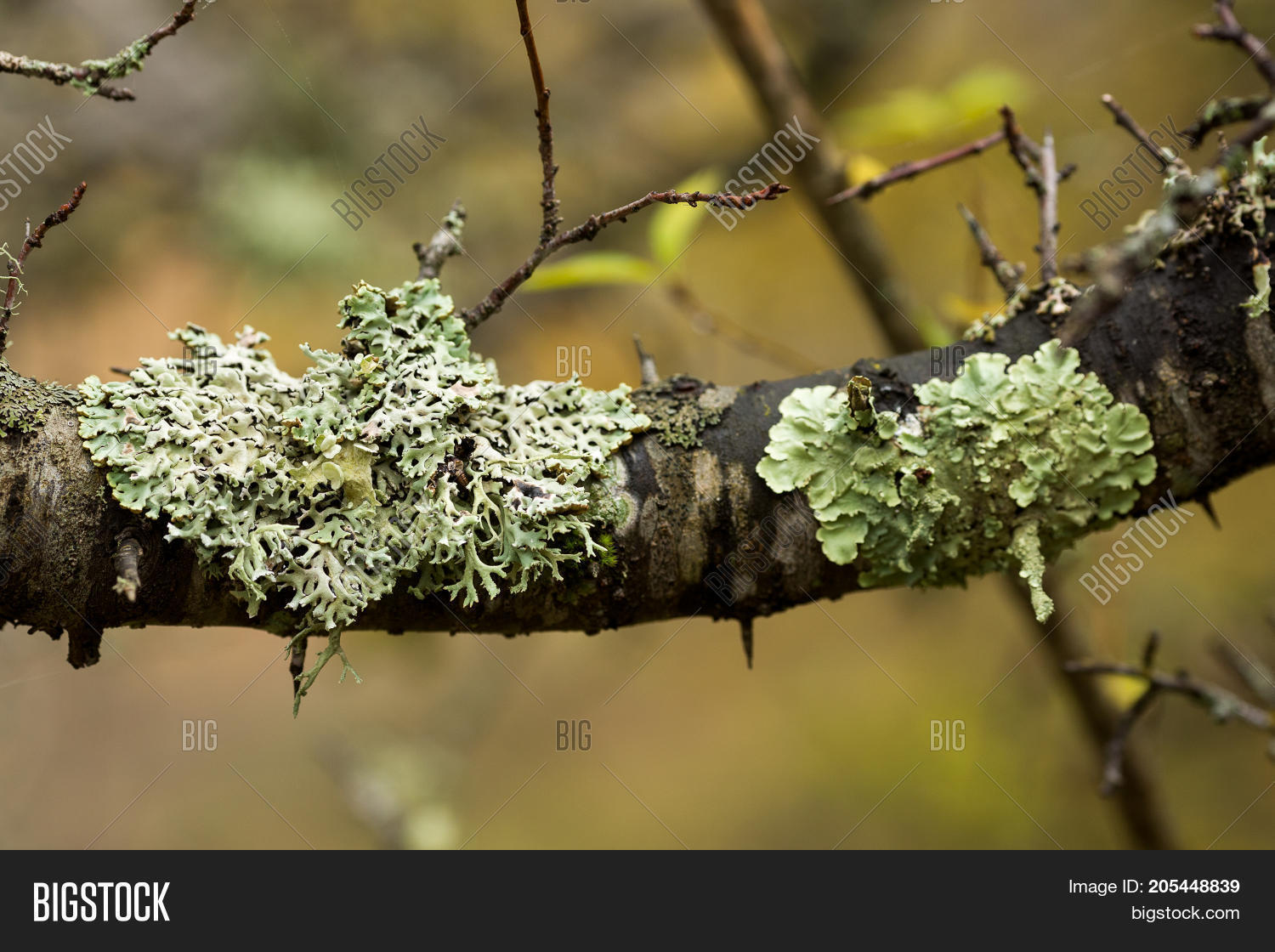 Parasitism, Botany, Image & Photo (Free Trial) | Bigstock