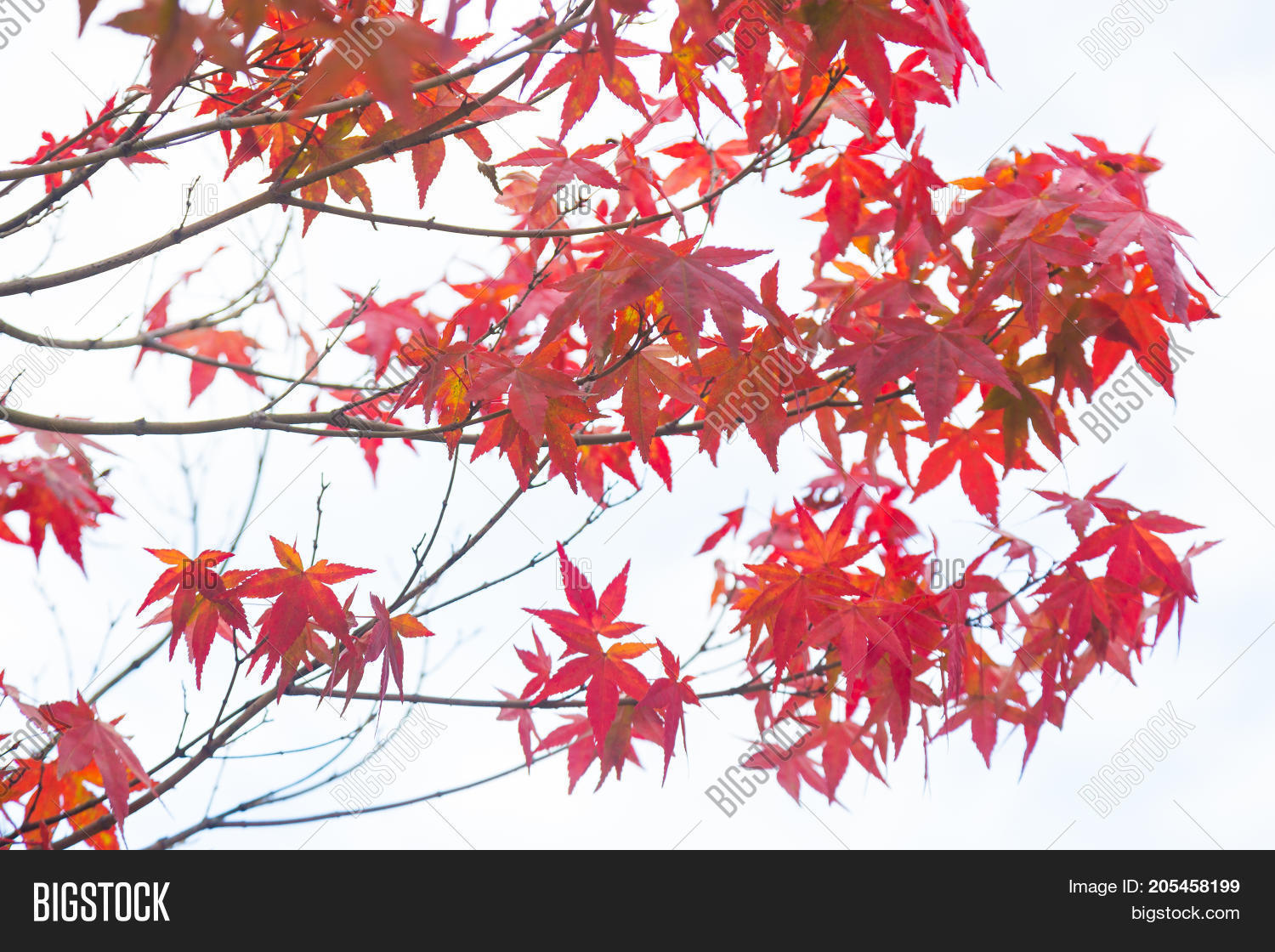Spring Change Color Image & Photo (Free Trial) | Bigstock