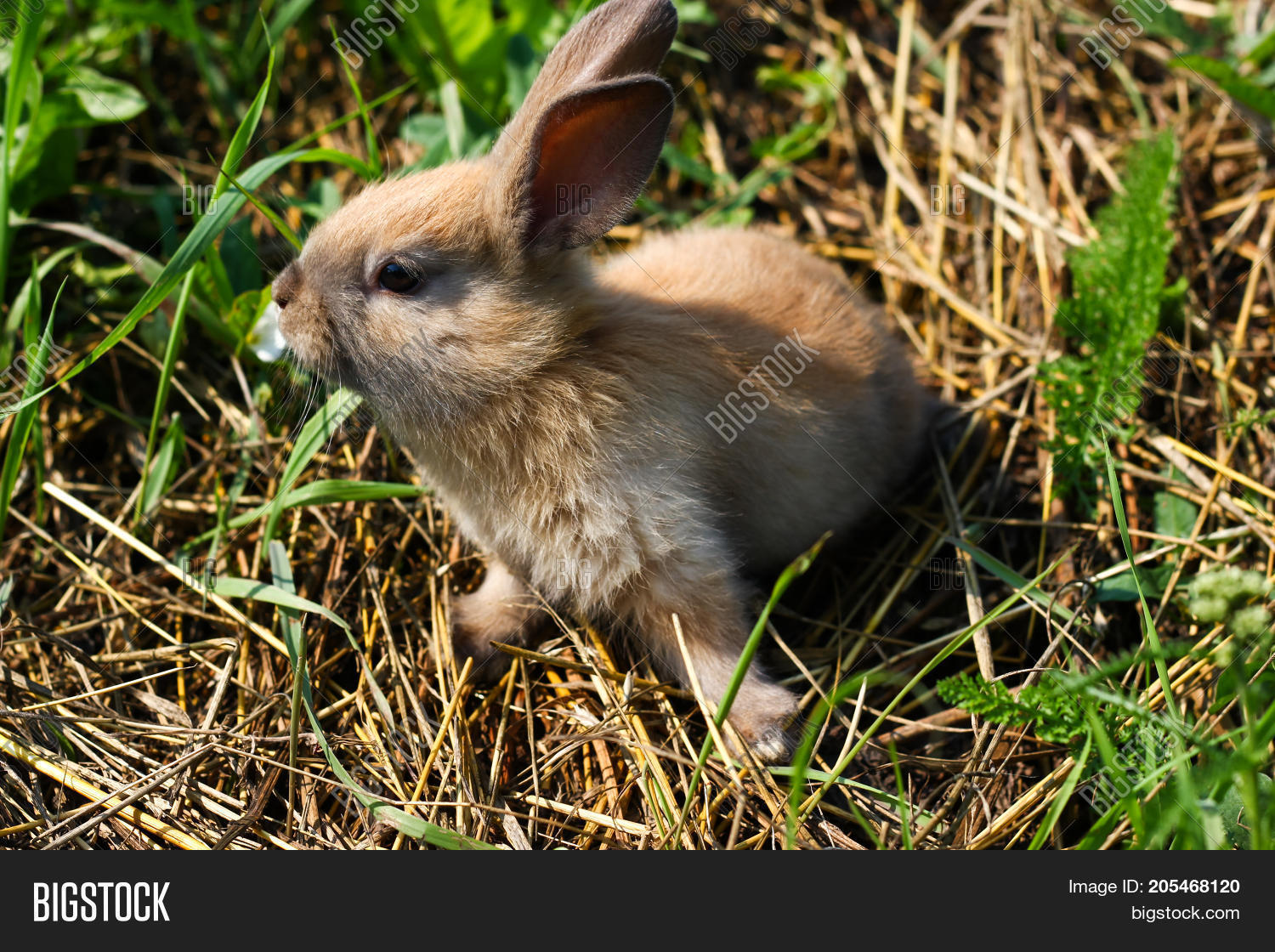 Red-haired Rabbit On Image & Photo (Free Trial) | Bigstock