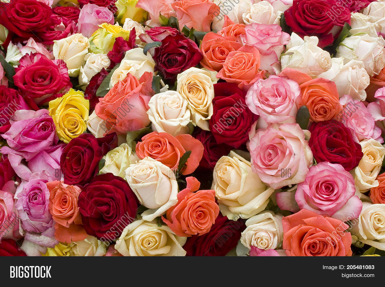 Colorful Roses Image & Photo (Free Trial) | Bigstock