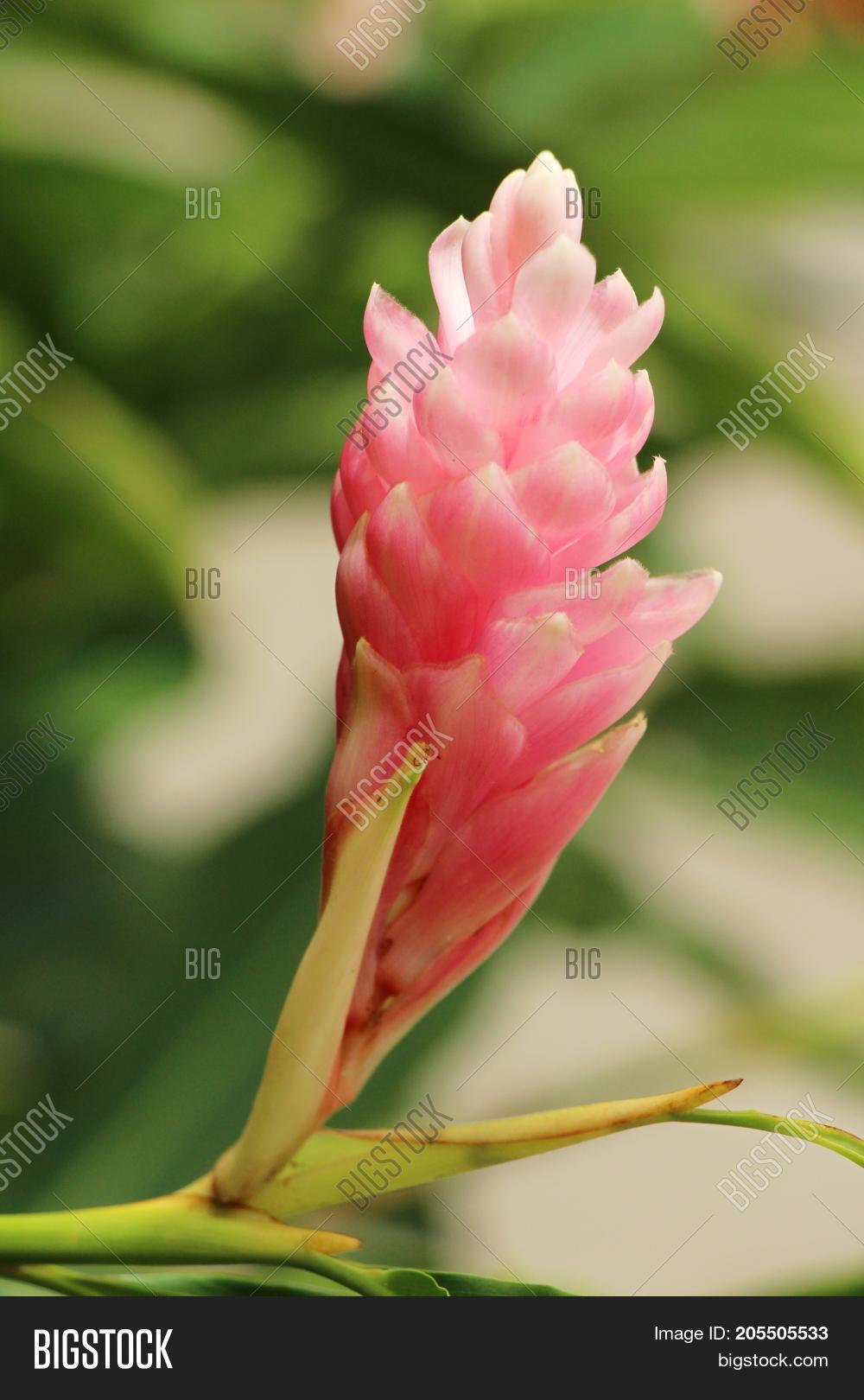 Red Ginger Image & Photo (Free Trial) | Bigstock