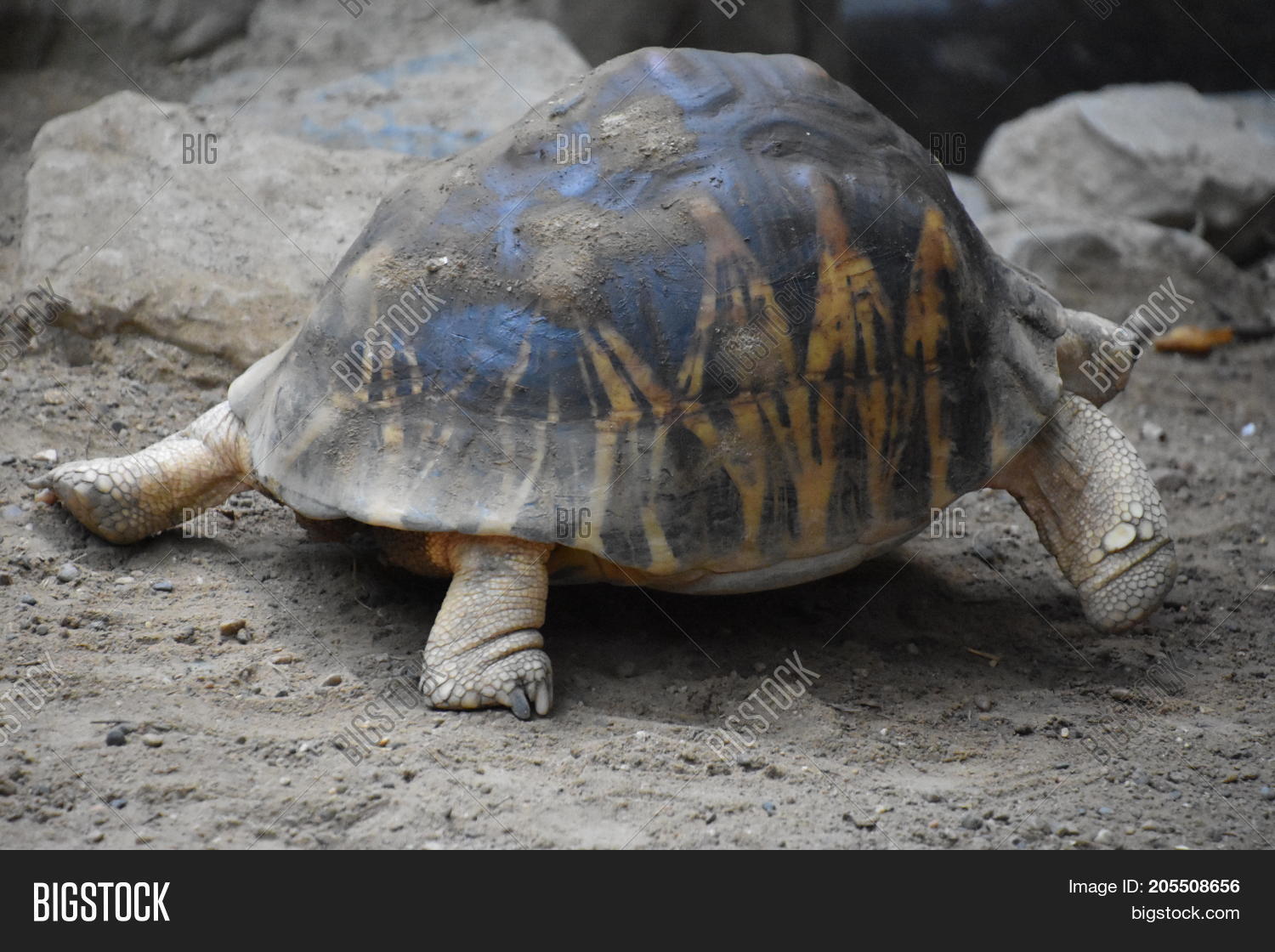 Slow Moving Turtle Zoo Image & Photo (Free Trial) | Bigstock