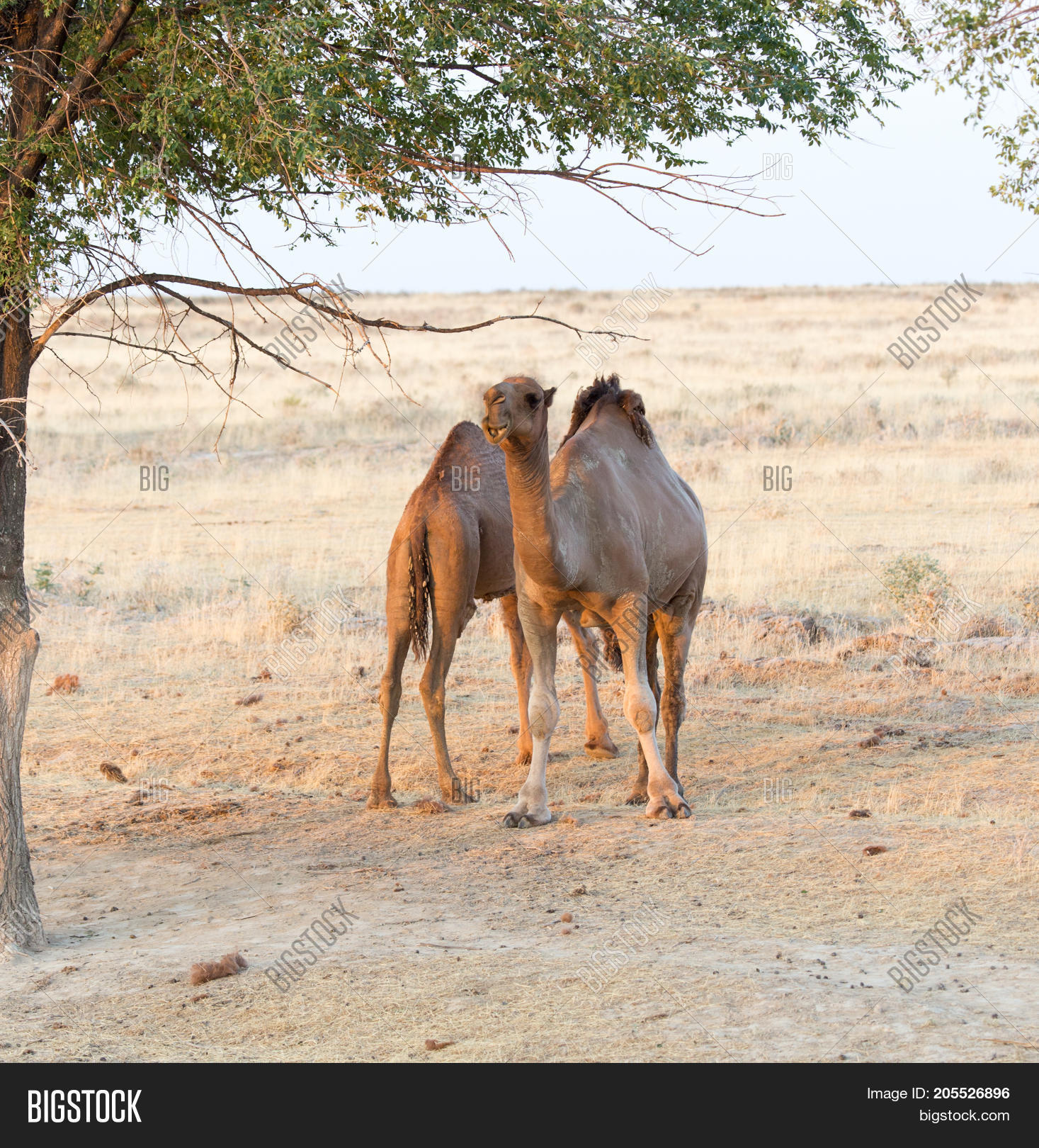 Camel Nature . Park Image & Photo (Free Trial) | Bigstock