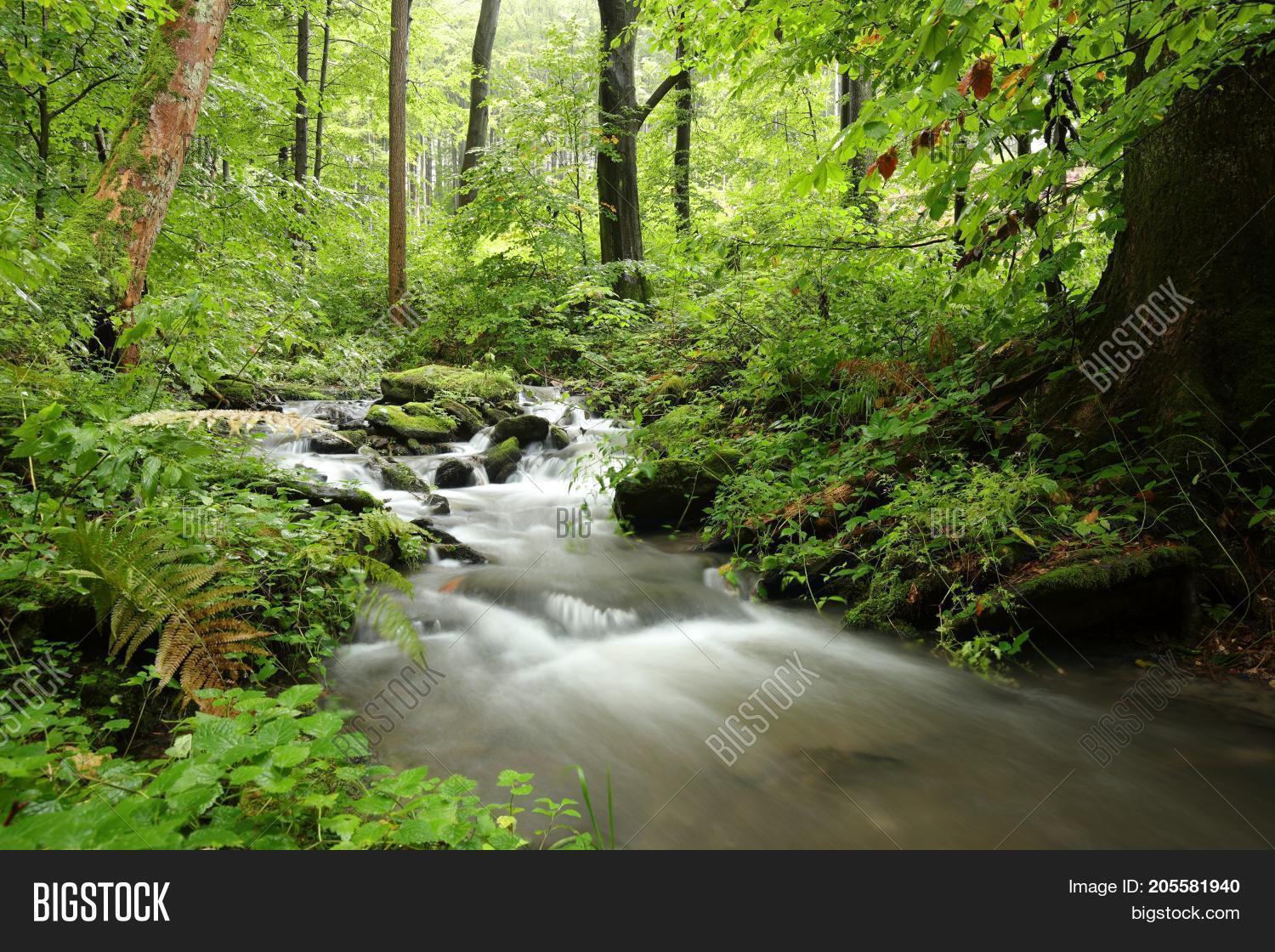 Forest Stream Nature Image & Photo (Free Trial) | Bigstock