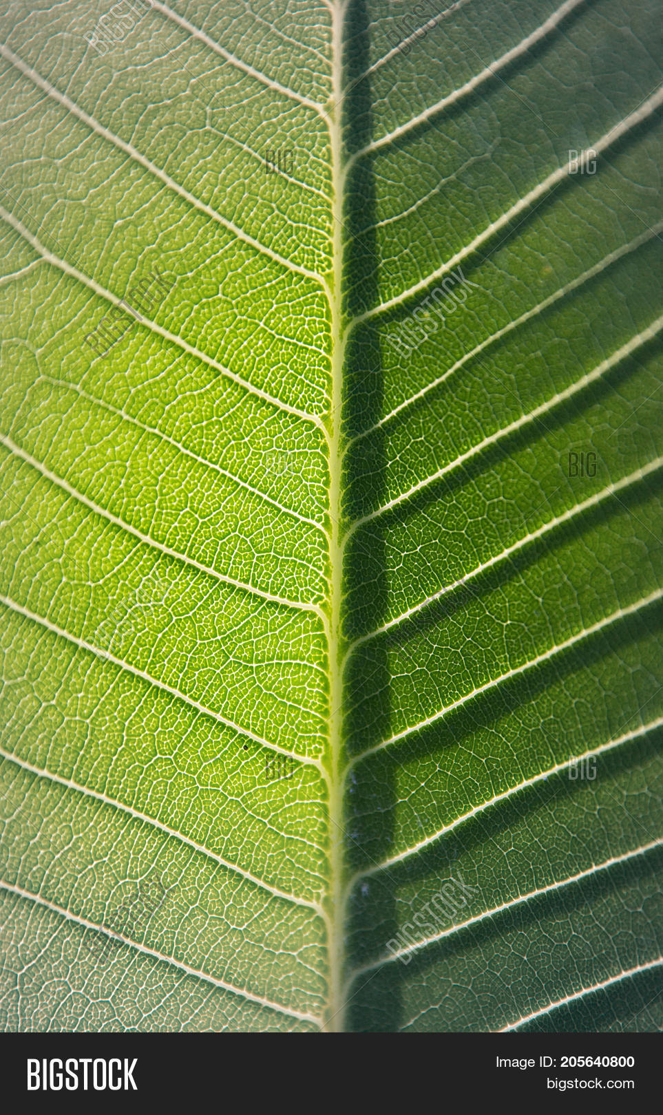 Abstract Green Leaf Image & Photo (Free Trial) | Bigstock