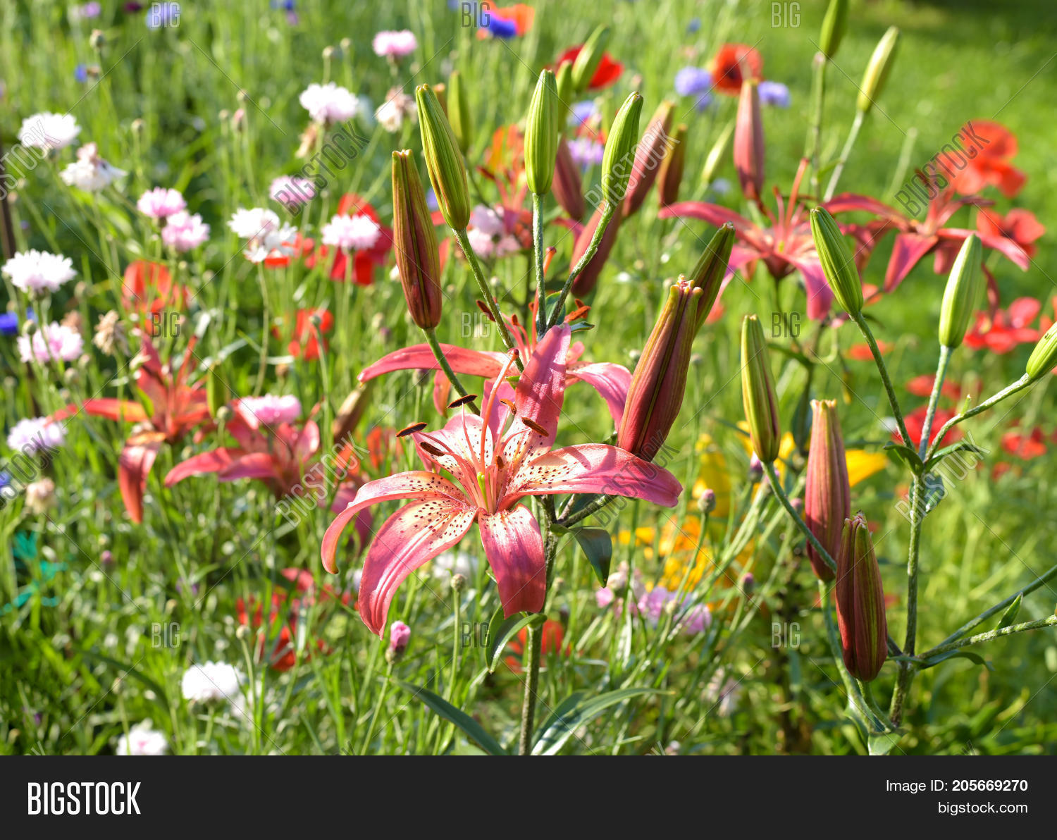 Lily Mix Flowers Image & Photo (Free Trial) | Bigstock