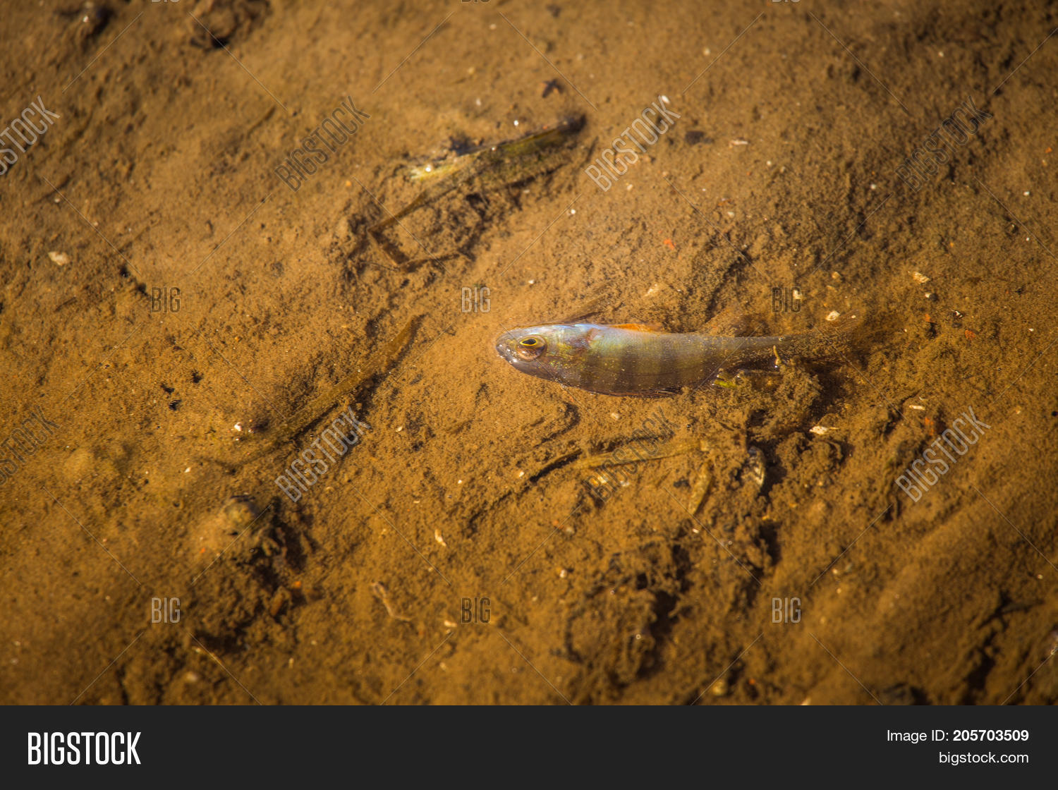 Small Common Perch Image & Photo (Free Trial) | Bigstock