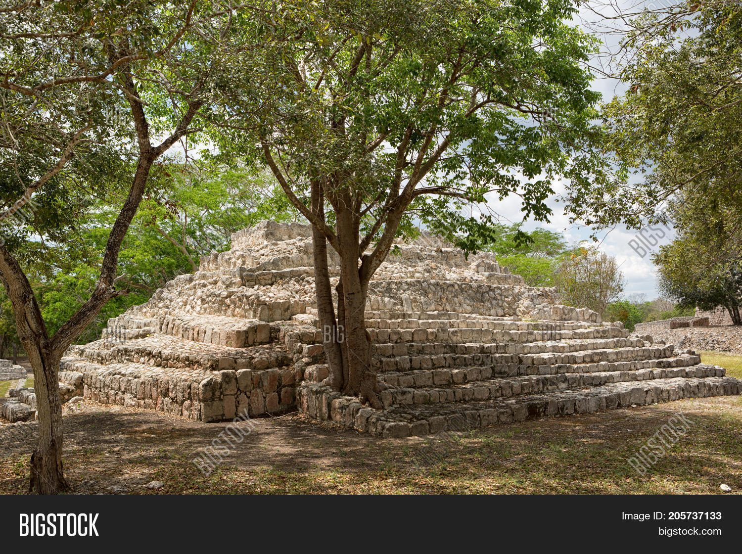 Tree Grows Out Smaller Image & Photo (Free Trial) | Bigstock