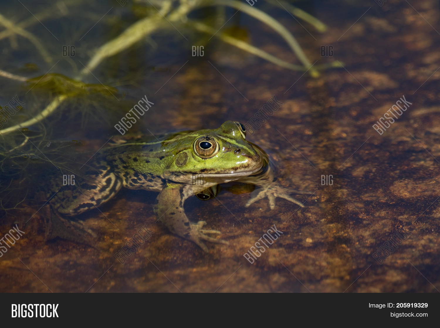 Green Frog Pond, Rana Image & Photo (Free Trial) | Bigstock