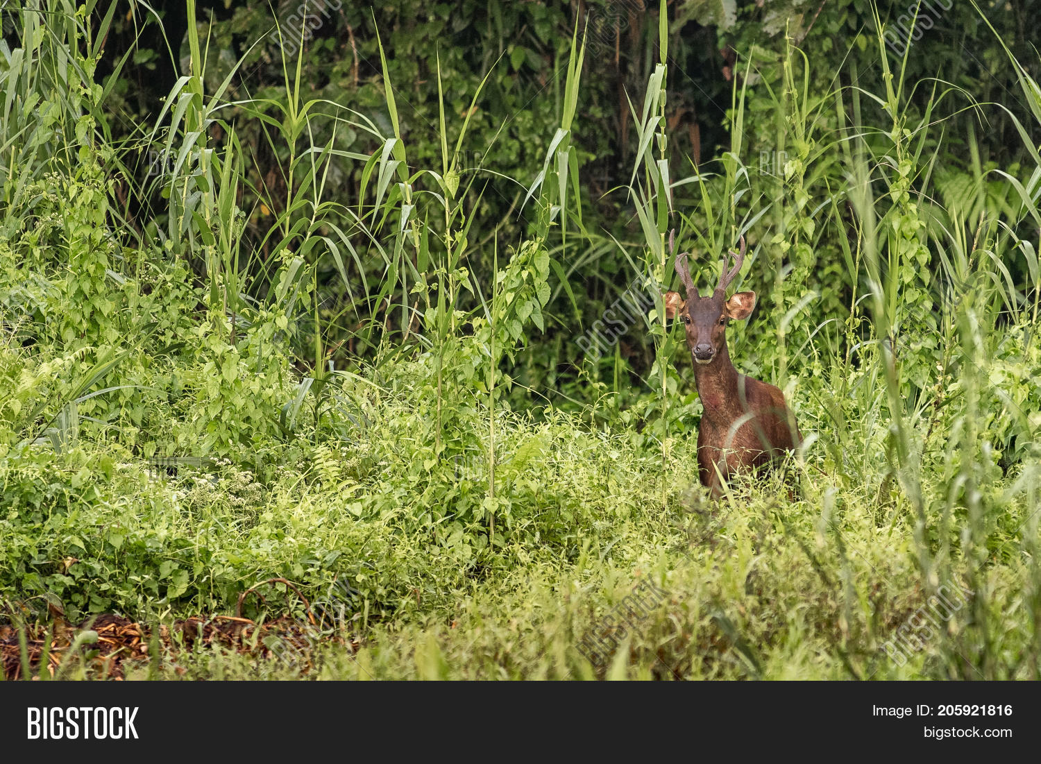 Male Sambar Deer Wild Image & Photo (Free Trial) | Bigstock