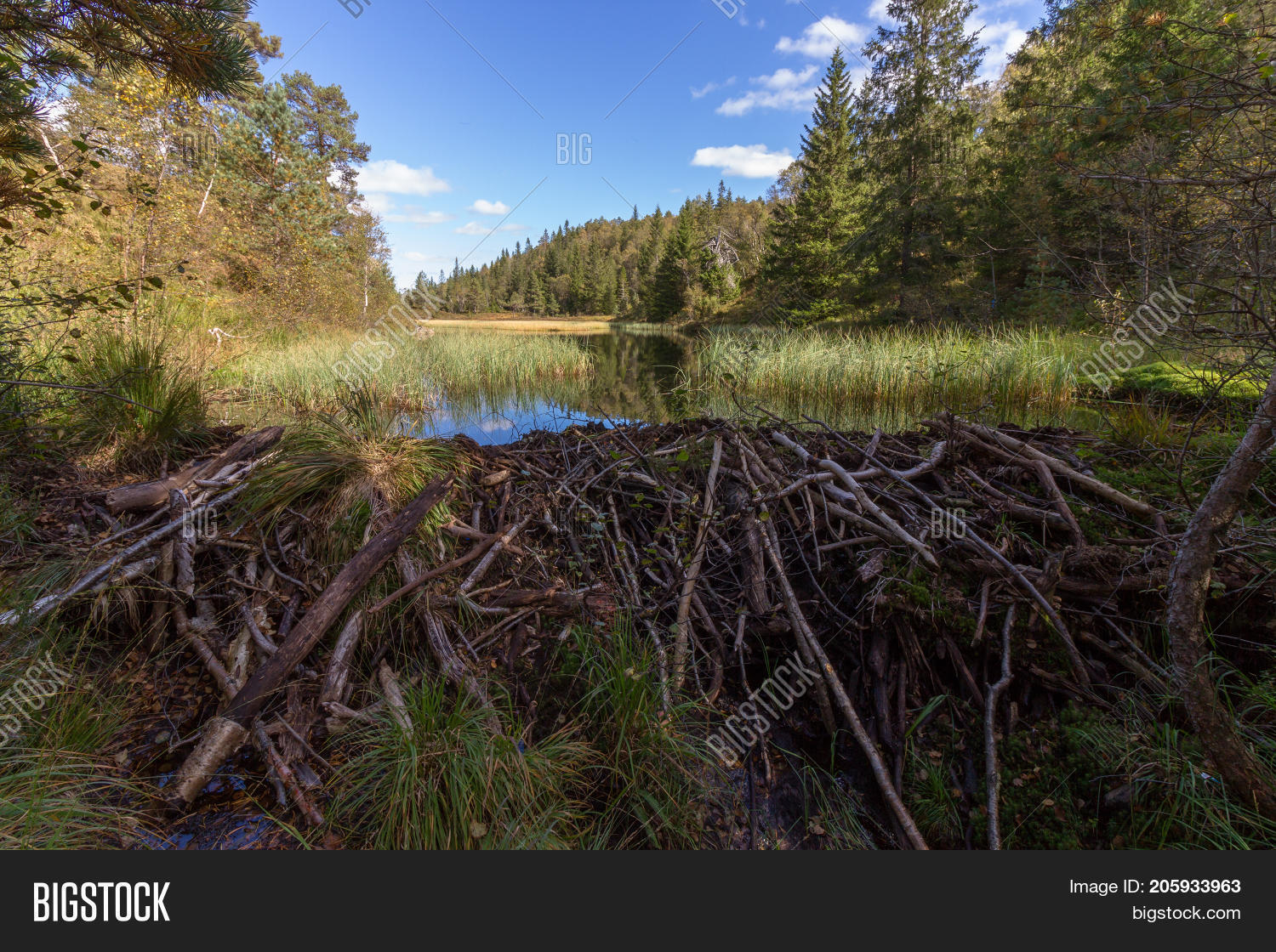 Beaver Dam Forest Image & Photo (Free Trial) | Bigstock
