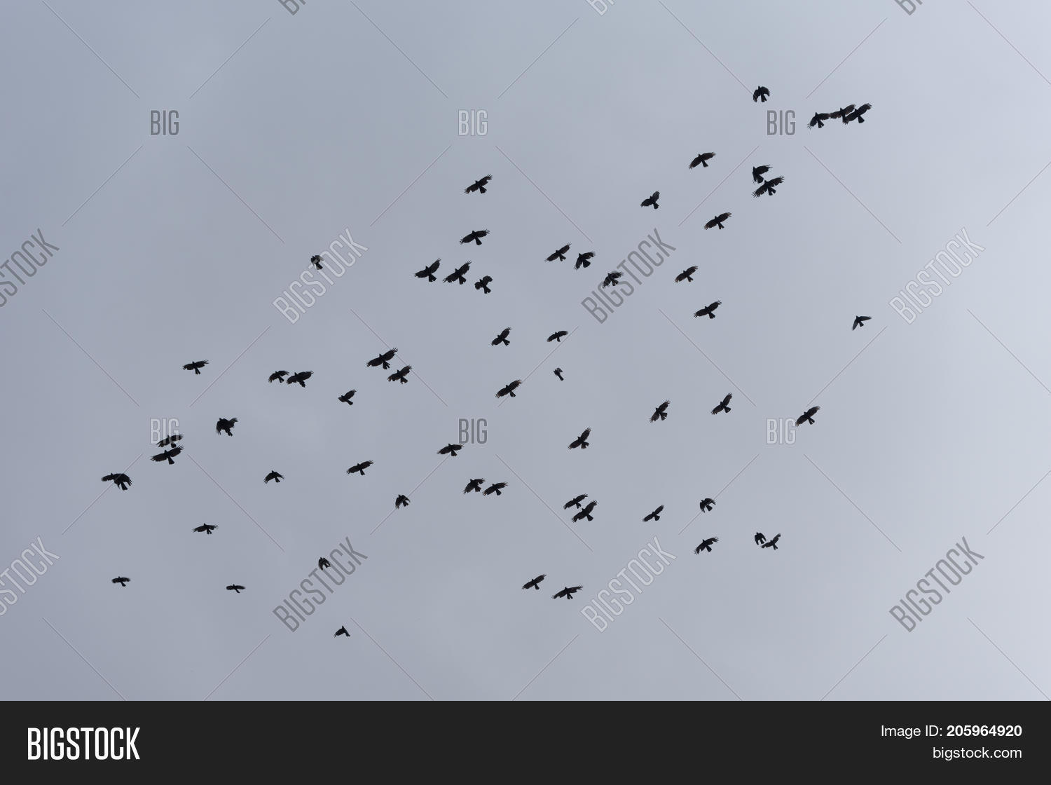 Black Birds Flight Sky Image & Photo (Free Trial) | Bigstock