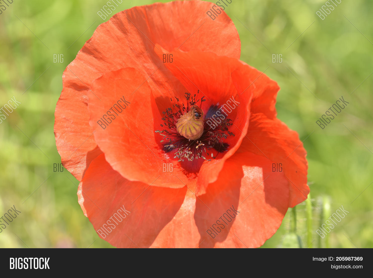 Red Poppy (common Image & Photo (Free Trial) | Bigstock