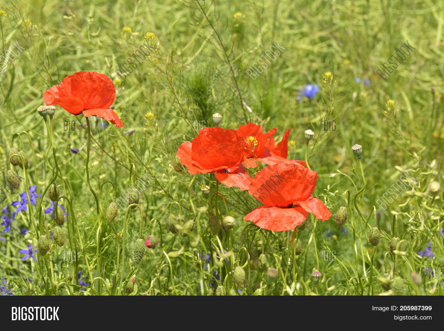 Red Poppy (common Image & Photo (Free Trial) | Bigstock