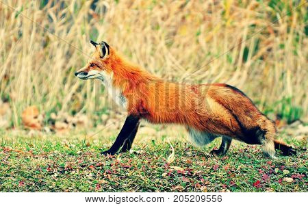 Fox (Fox) (lat. Vulpes Image & Photo (Free Trial) | Bigstock