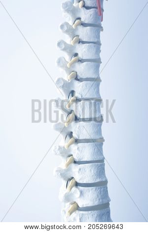 Human Spine Column Image & Photo (Free Trial) | Bigstock
