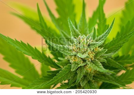 Closeup Marijuana Bud Image & Photo (Free Trial) | Bigstock