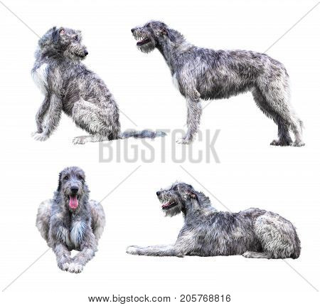 Set Giant Grey Dogs Image & Photo (Free Trial) | Bigstock