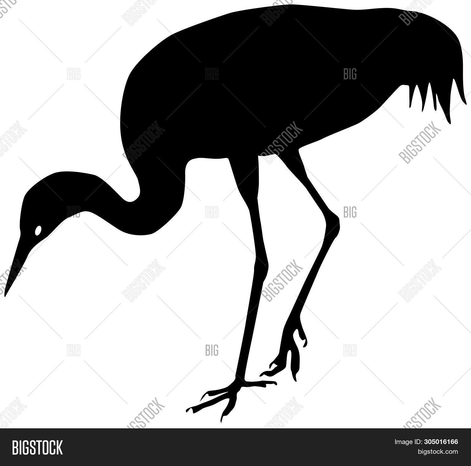 Sandhill Crane Bird Vector & Photo (Free Trial) | Bigstock