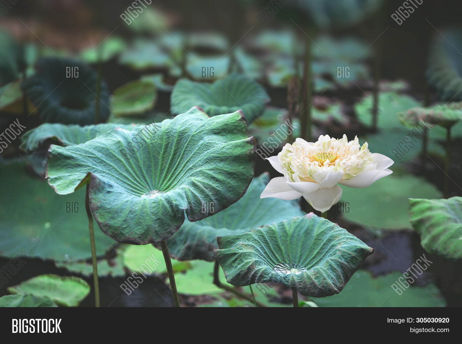 Bud Lotus Flower. Image & Photo (Free Trial) | Bigstock