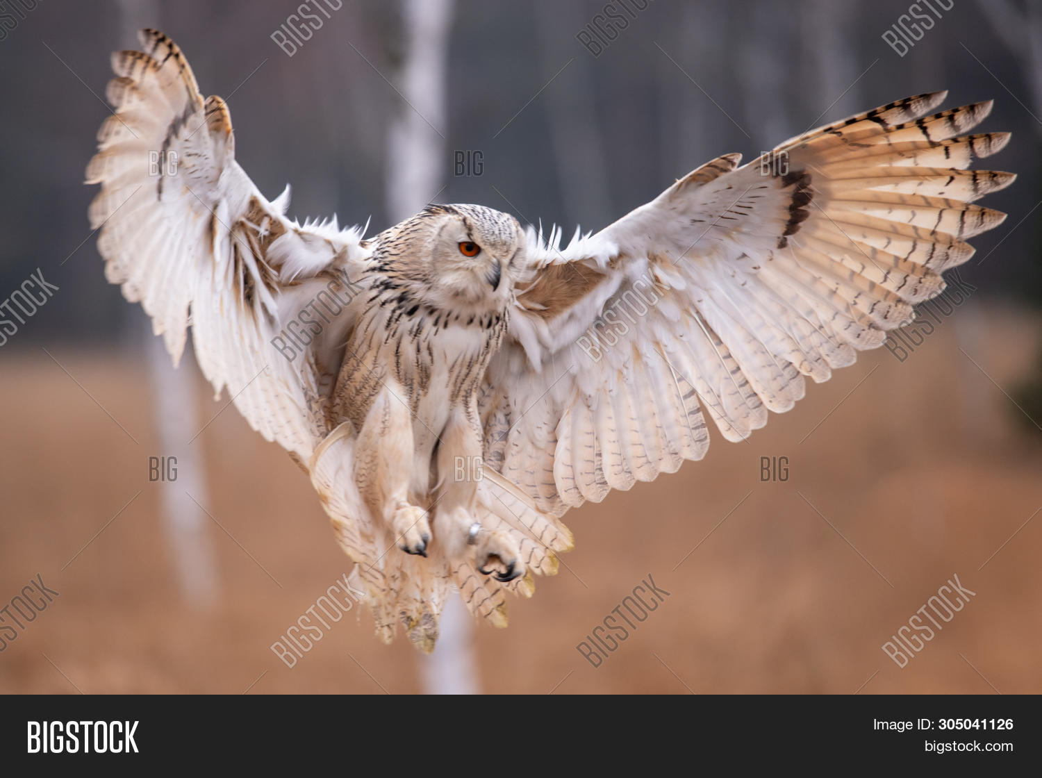 Eagle Owl Flying Image & Photo (Free Trial) | Bigstock