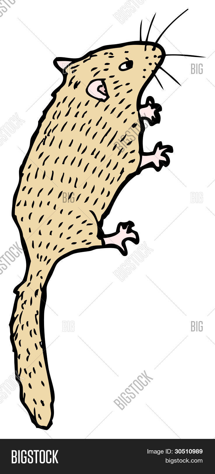Dormouse Cartoon Image & Photo (Free Trial) | Bigstock