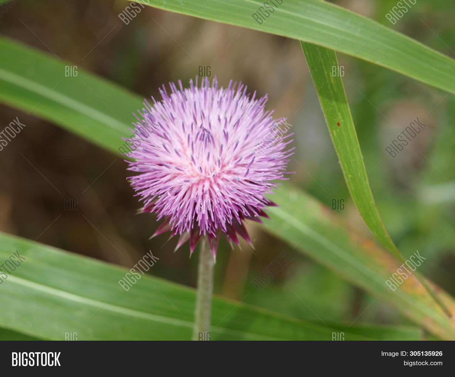 Thistle Like Common Image & Photo (Free Trial) | Bigstock