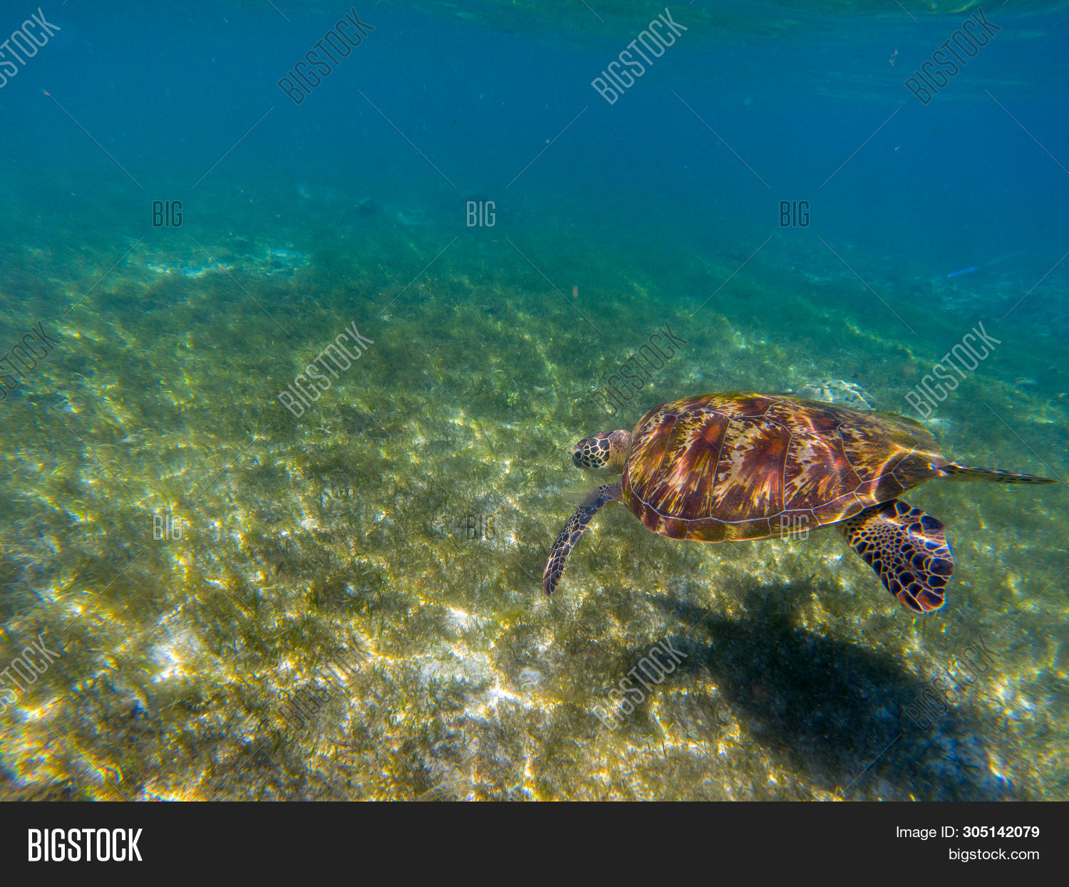 Sea Tortoise Dives Image & Photo (Free Trial) | Bigstock