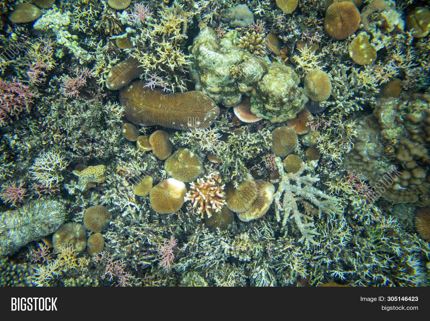 Sea Bottom Top View Image & Photo (Free Trial) | Bigstock