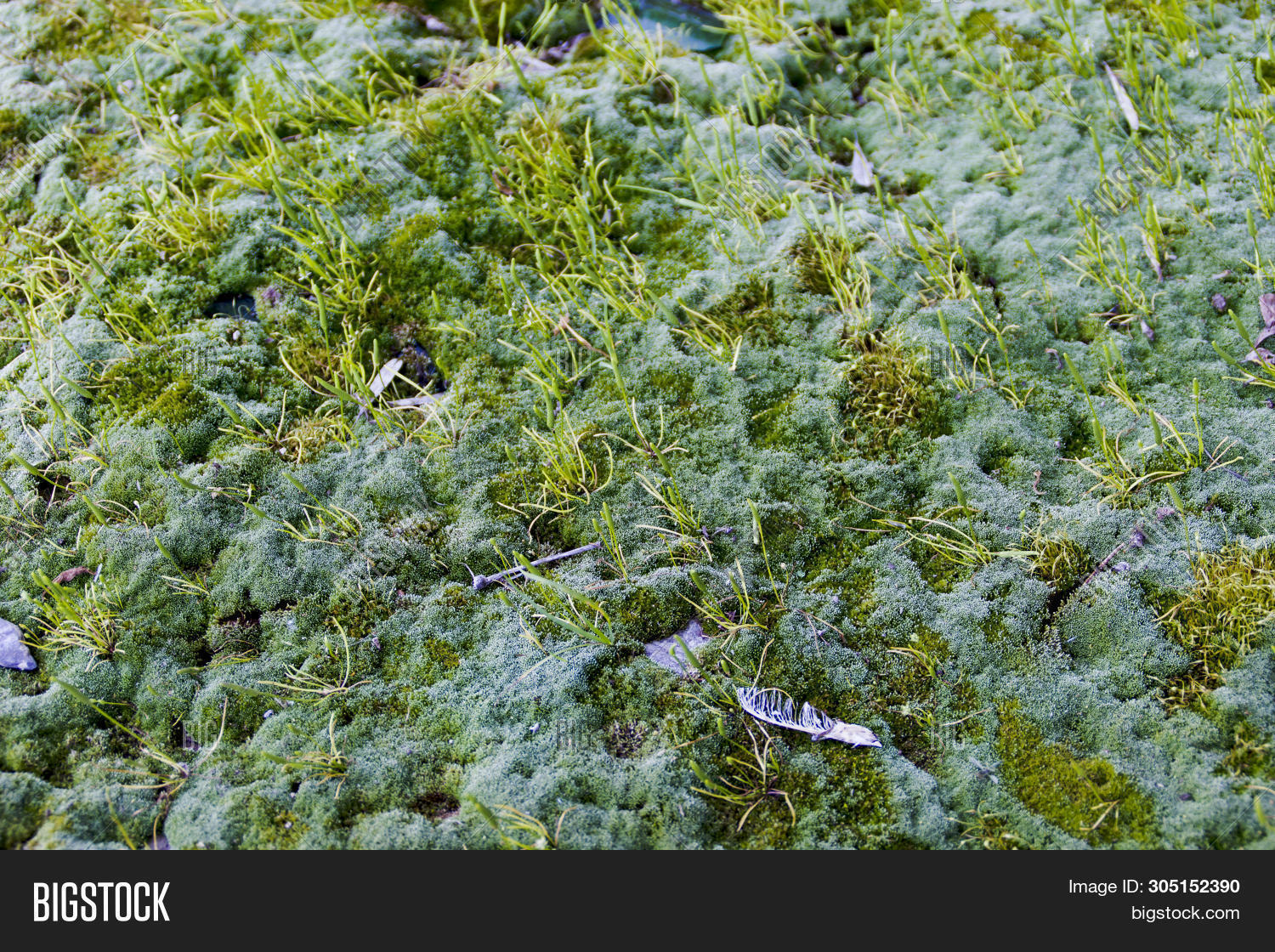 Green Autumn Moss Image & Photo (Free Trial) | Bigstock