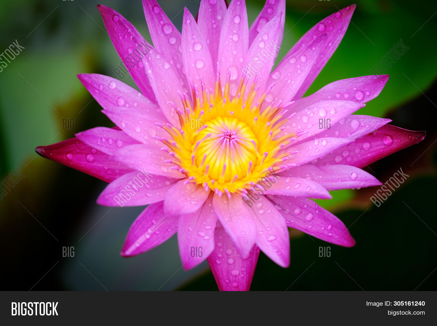 Close Lotus Flower Image & Photo (Free Trial) | Bigstock