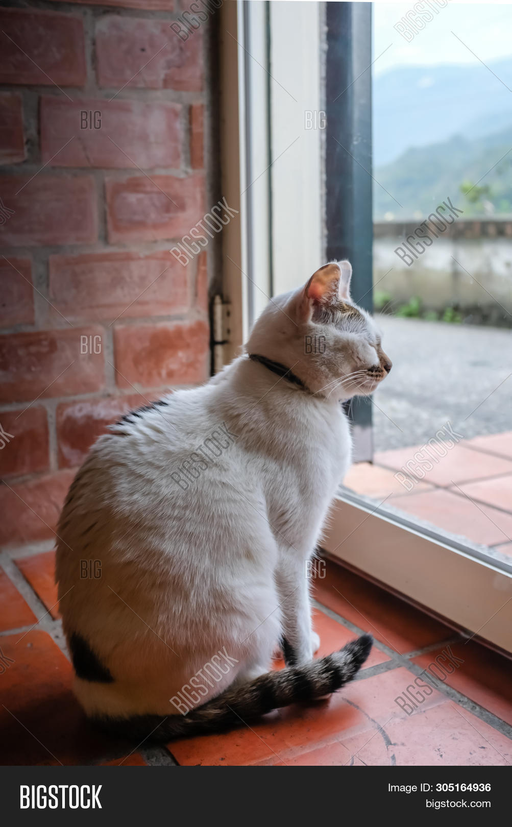 Cute White Cat House Image & Photo (Free Trial) | Bigstock