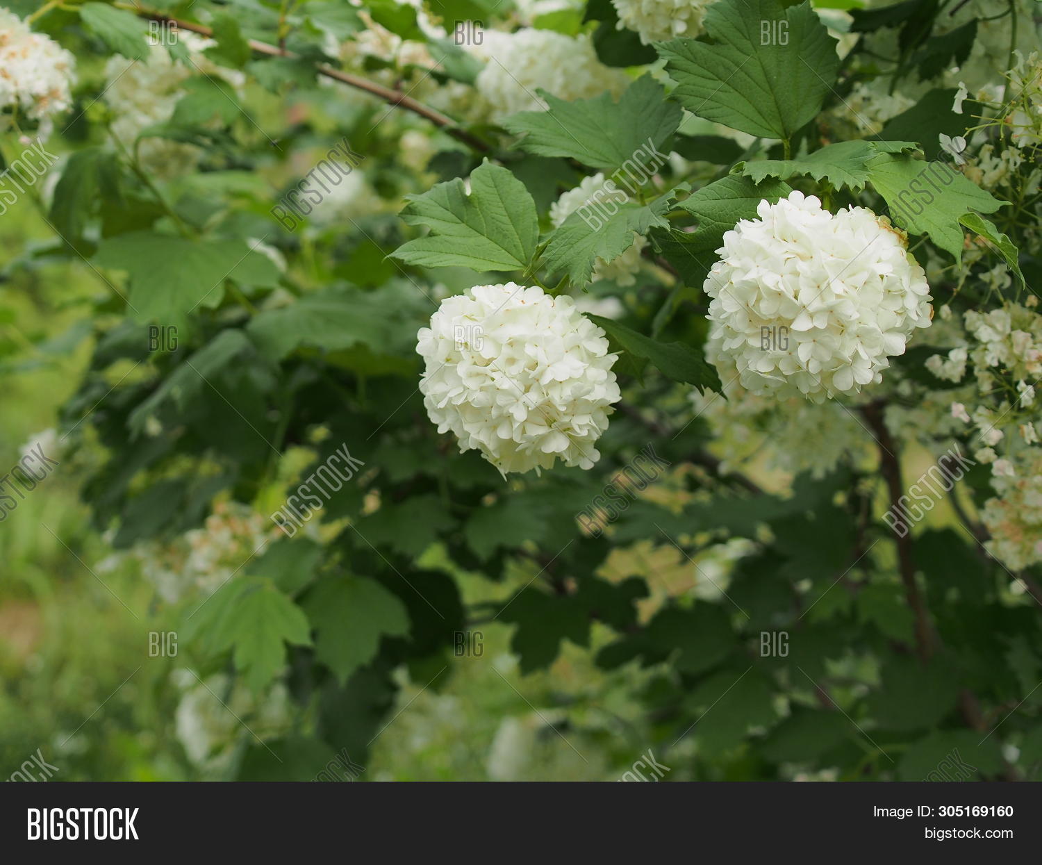 White Spherical Flower Image & Photo (Free Trial) | Bigstock