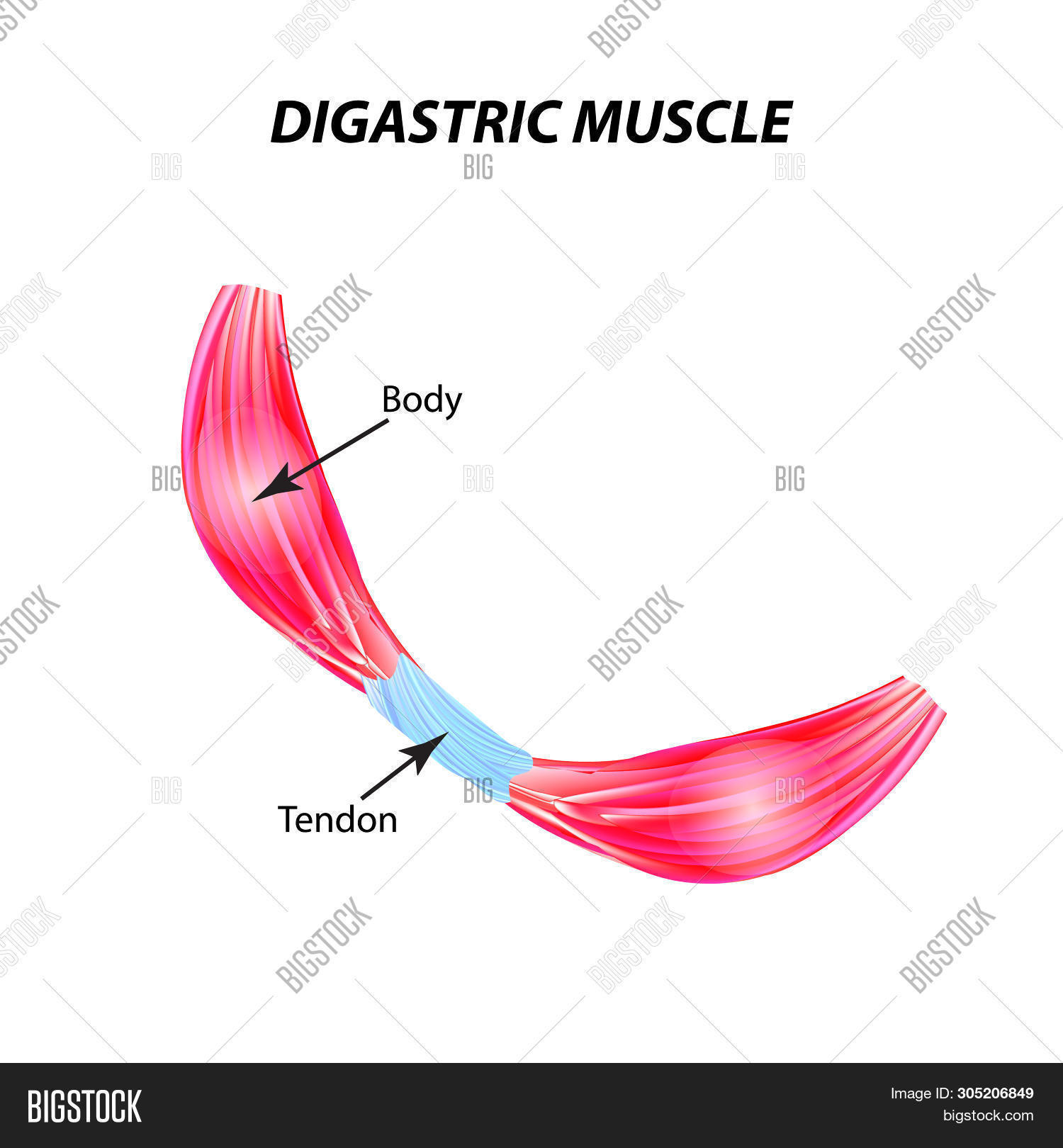 Structure Skeletal Image & Photo (Free Trial) | Bigstock