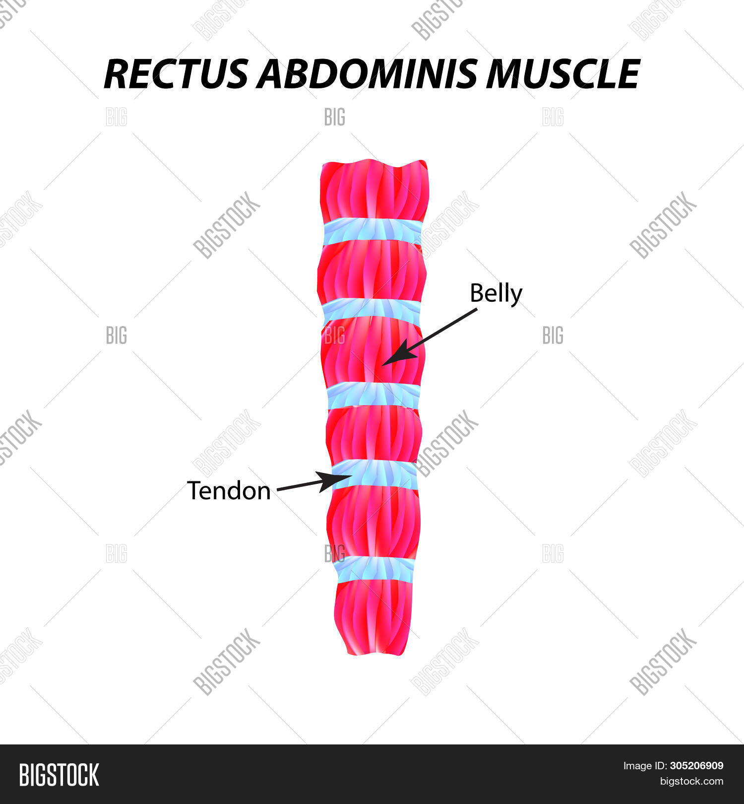 Structure Skeletal Image & Photo (Free Trial) | Bigstock
