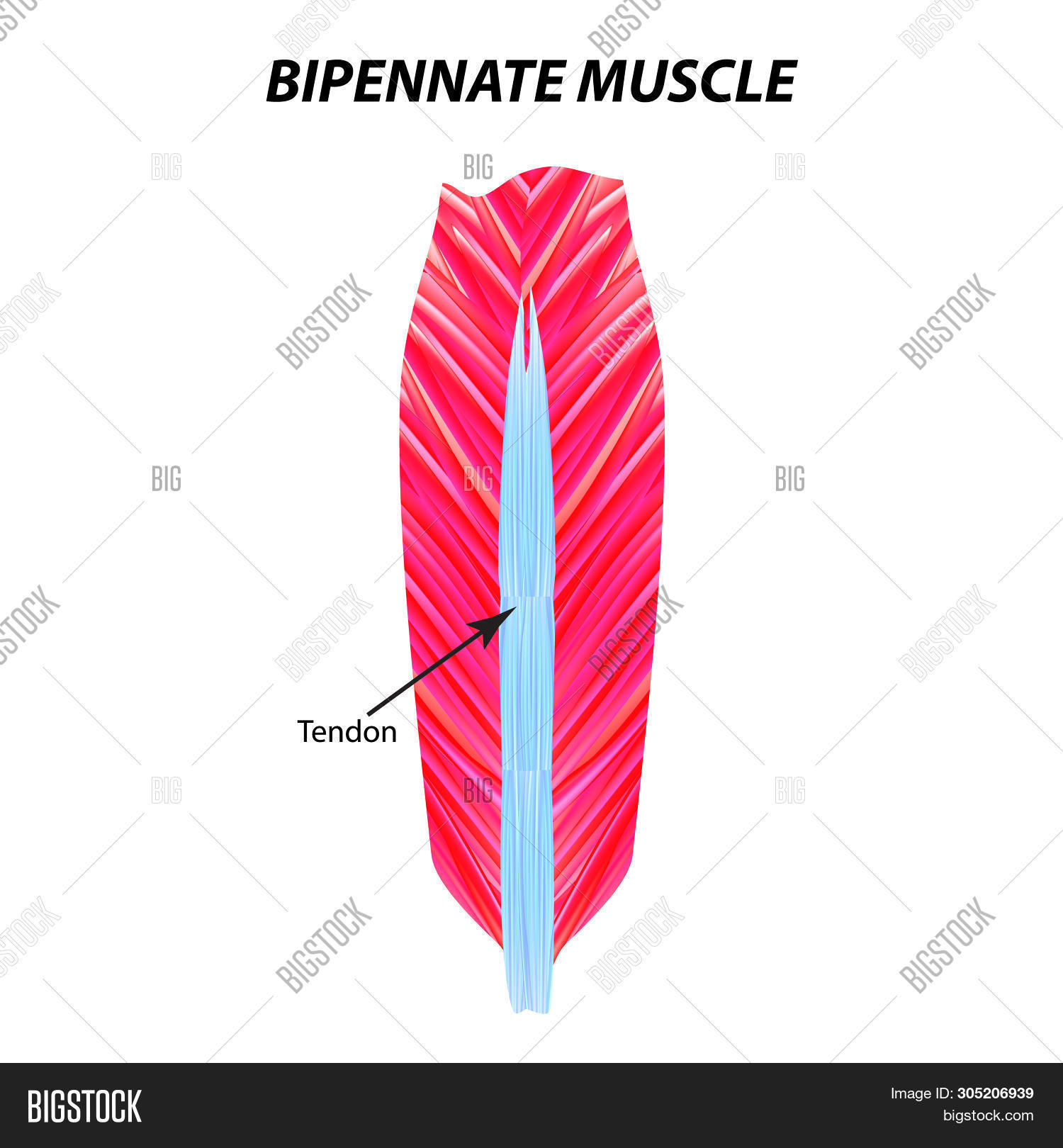 Structure Skeletal Image & Photo (Free Trial) | Bigstock