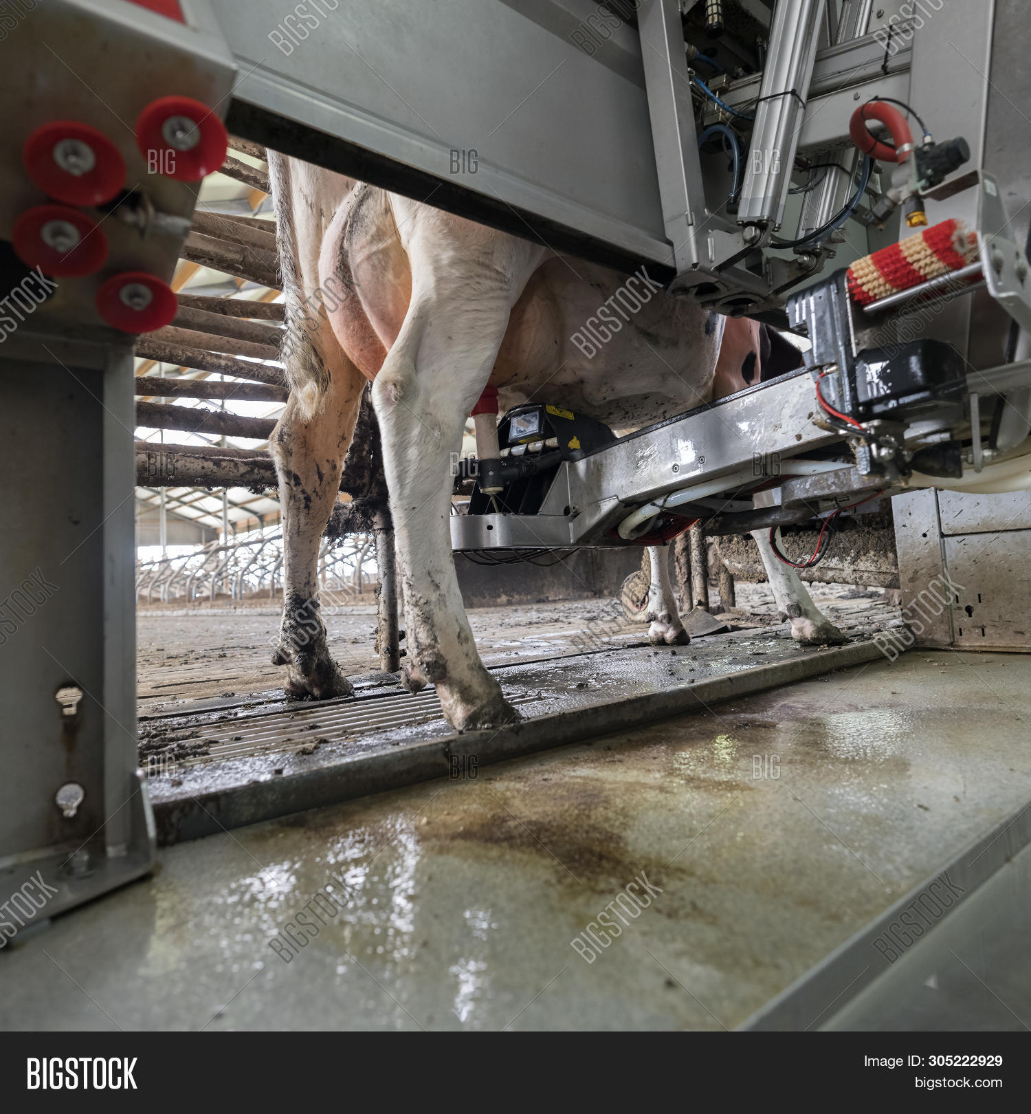 Milking Robot Cow On Image & Photo (Free Trial) | Bigstock