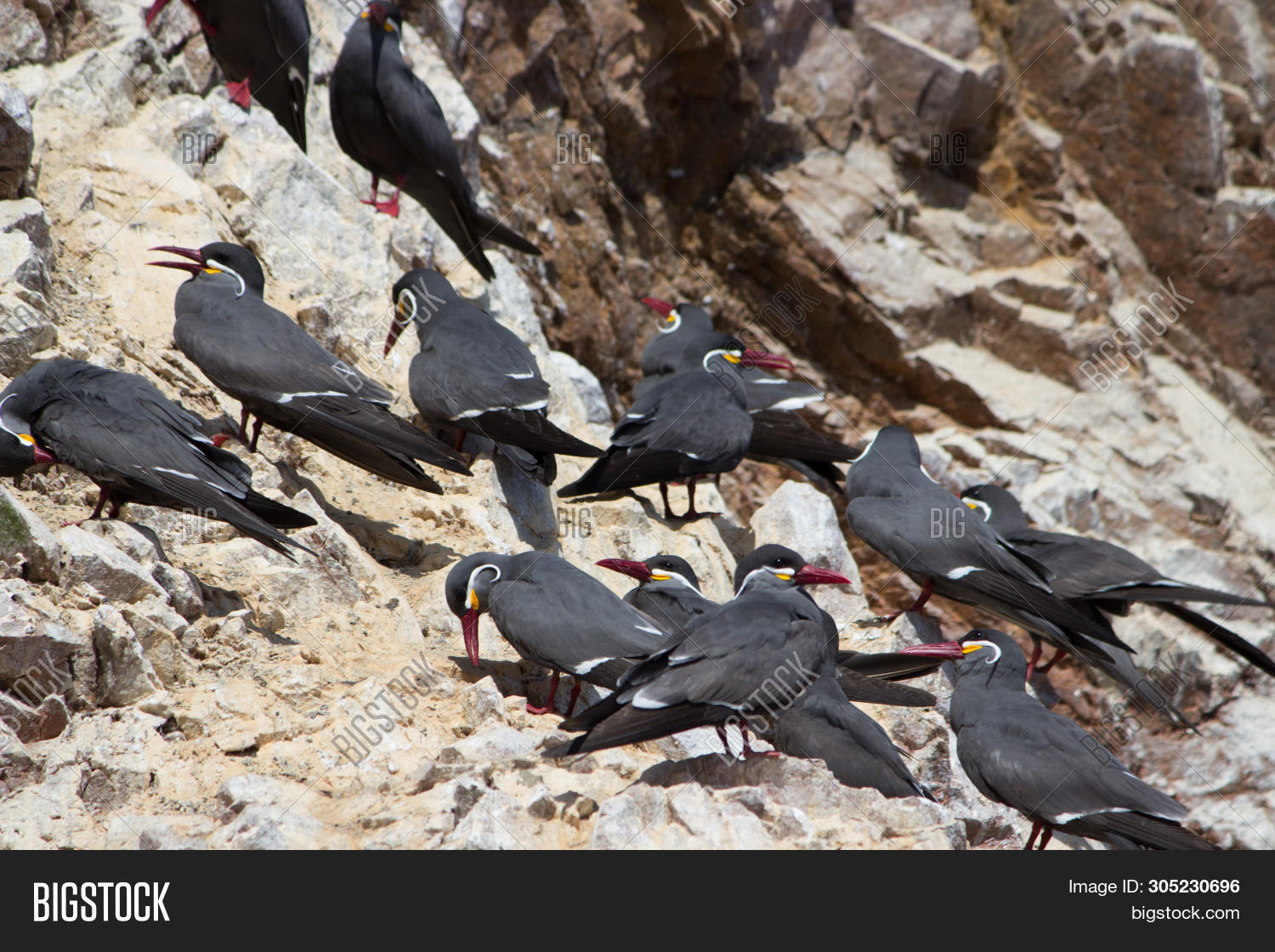 Many Black Inca Terns Image & Photo (Free Trial) | Bigstock