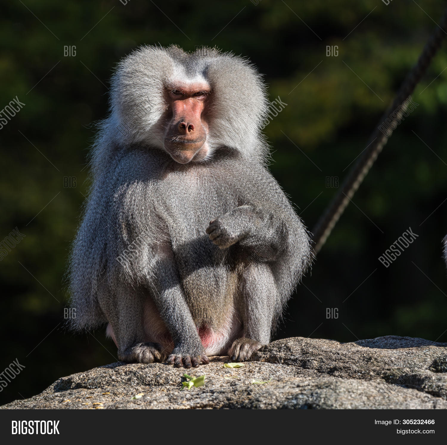 Hamadryas Baboon, Image & Photo (Free Trial) | Bigstock