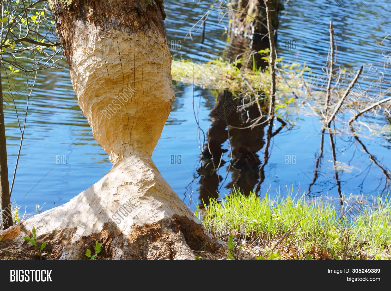 Tree Gnawed By Beaver Image & Photo (Free Trial) | Bigstock