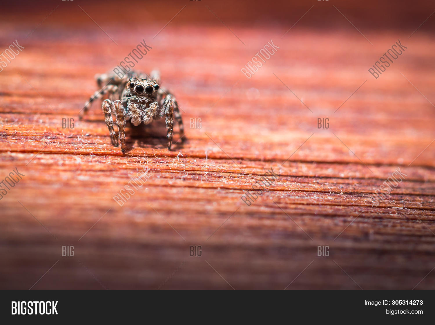 Salticus Scenicus Image & Photo (Free Trial) | Bigstock