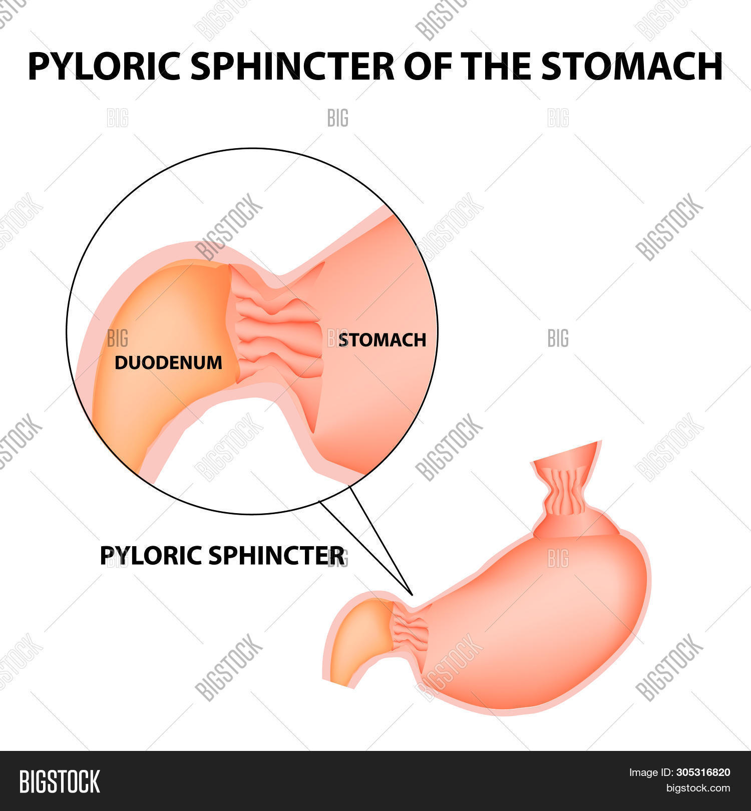 Pyloric Sphincter Image & Photo (Free Trial) | Bigstock